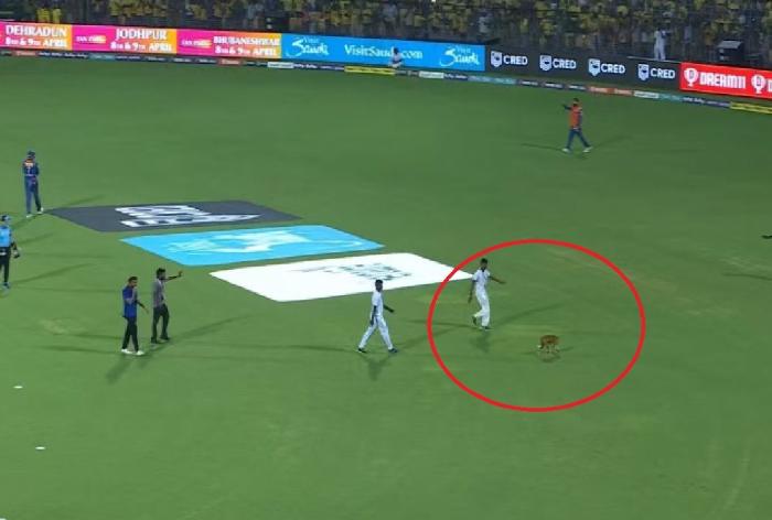IPL 2023: CSK vs LSG मैच शुरू होने से पहले मैदान में घुसा डॉग, देरी से ...