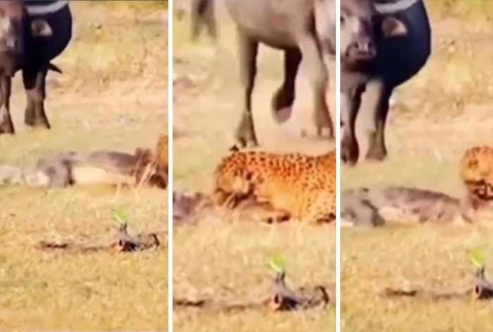 Magarmach Ka Video: गया था शिकार करने मगर खुद शिकार बन गया मगरमच्छ ...