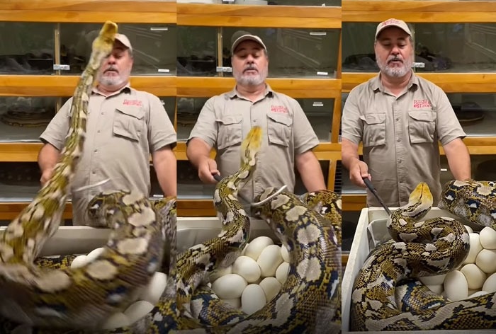 Azgar Ka Video: अजगर के अंडों को लेना चाह रहा था शख्स, तभी खूंखार जीव ...