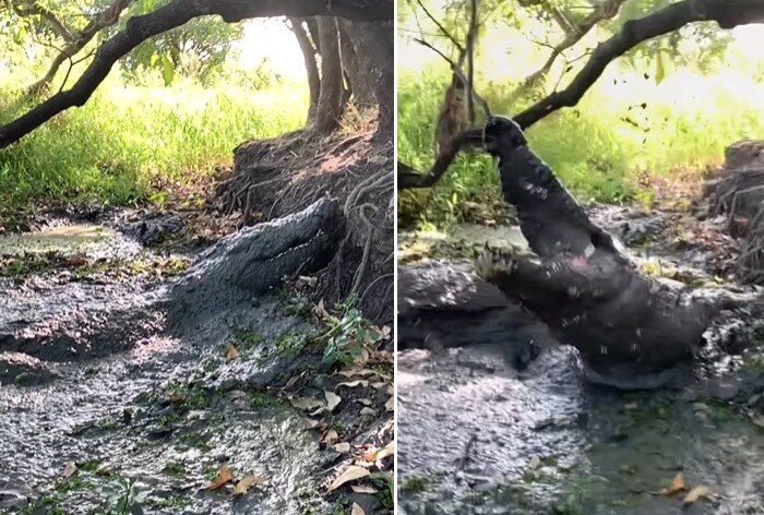 Magarmach Ka Video: कीचड़ में छिपकर बैठा था खूंखार मगरमच्छ, पास जाते ही ...