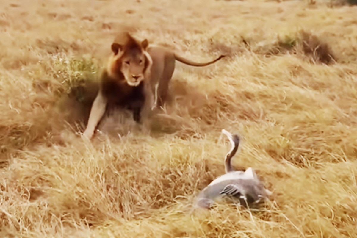 परिंदे को देखते ही दबोचने पहुंच गया शेर, मगर उसने भिगी बिल्ली बनाकर ...