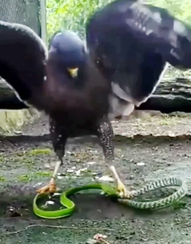 डसने के लिए जैसे ही उठा पक्षी ने कुचल दिया सांप का फन, हिलाकर रख देगा ...