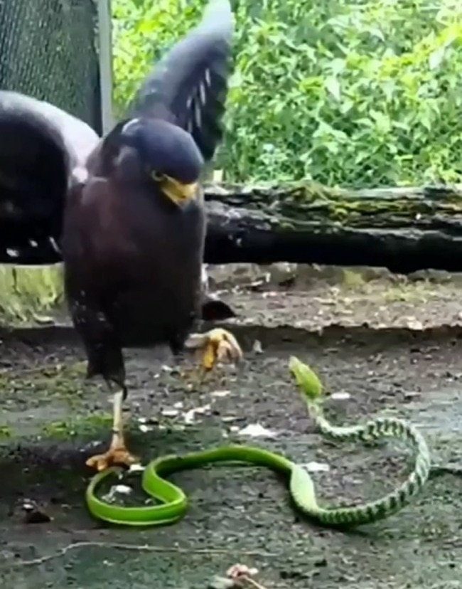 डसने के लिए जैसे ही उठा पक्षी ने कुचल दिया सांप का फन, हिलाकर रख देगा ...