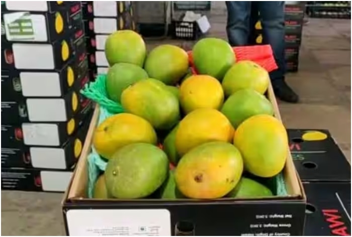 Alphonso Mango on EMI: क्रेडिट कार्ड से EMI पर खरीदा जा रहा ये आम, वजह ...
