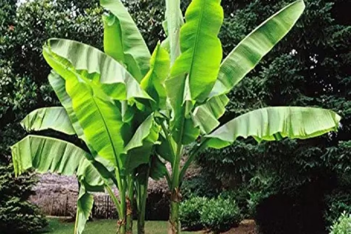 केले के पत्ते का पानी पेट को रख सकता है हेल्दी, त्वचा भी होती है अच्छी