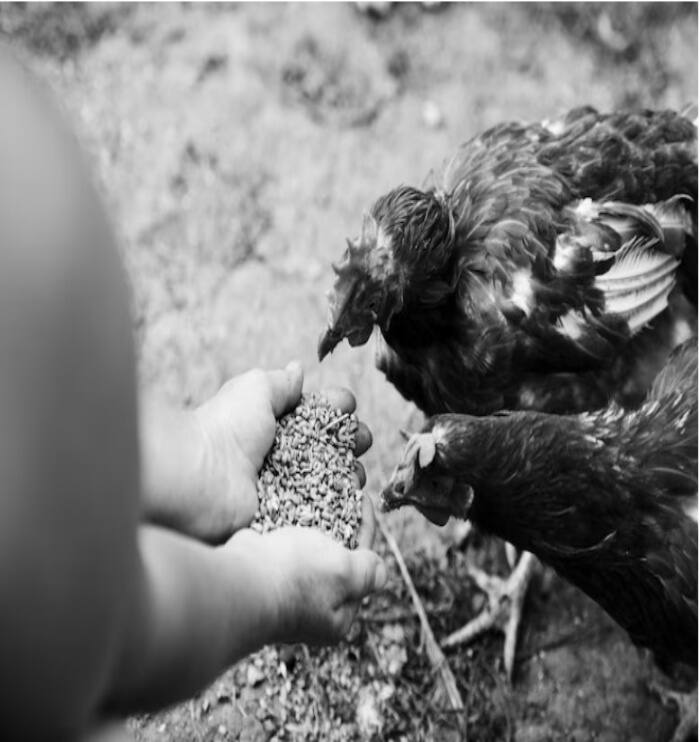 How Does H3N8 Bird Flu Spreads Symptoms to Precautions, All You Need To Know