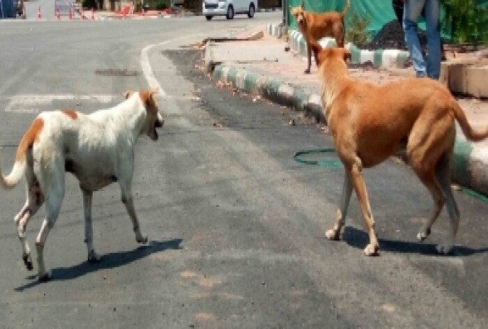 Gurugram Man Beats Up Stray Dogs, Throws Them Off Roof, Arrested After ... Gurugram Man Beats Up Stray Dogs, Throws Them Off Roof, Arrested After ...