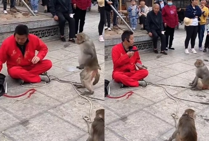 Bandar Ka Video: चाईनीज मदारी पर चाकू तानने की भूल कर गया बंदर, ऐसी चीज ...