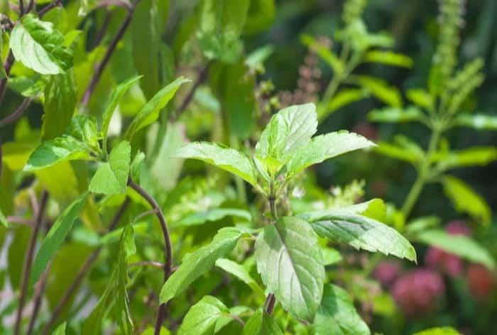 मरुआ की पत्तियां खाई है आपने? इसके फायदे जानेंगे तो रोजाना करेंगे सेवन ...