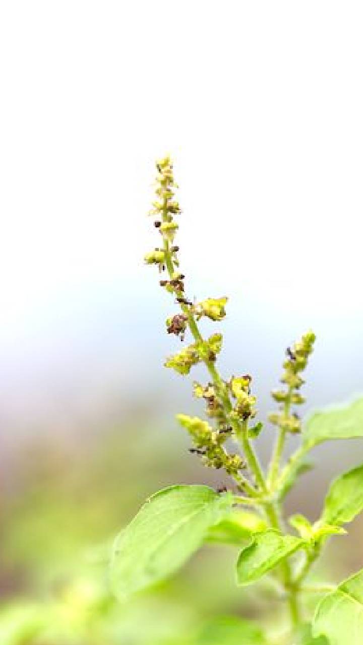 रोज तुलसी के पत्ते खाने से क्या होता है?