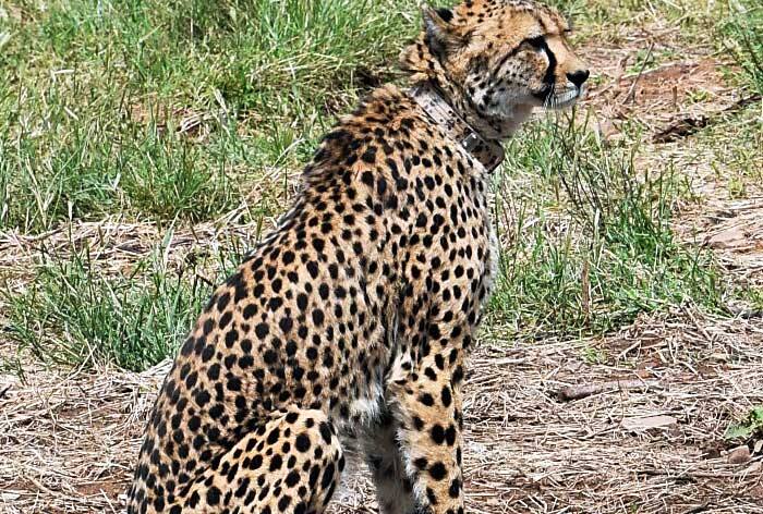 Dog Squad, Drones And Elephants: How Nirva, Kuno