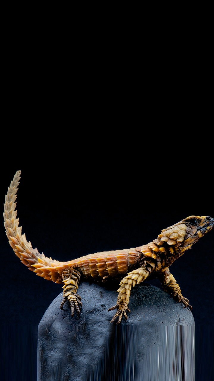 10 Colourful And Most Beautiful Lizards in The World