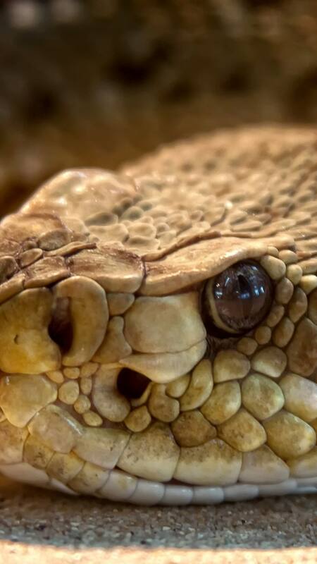 Very Dangerous Animals In The World