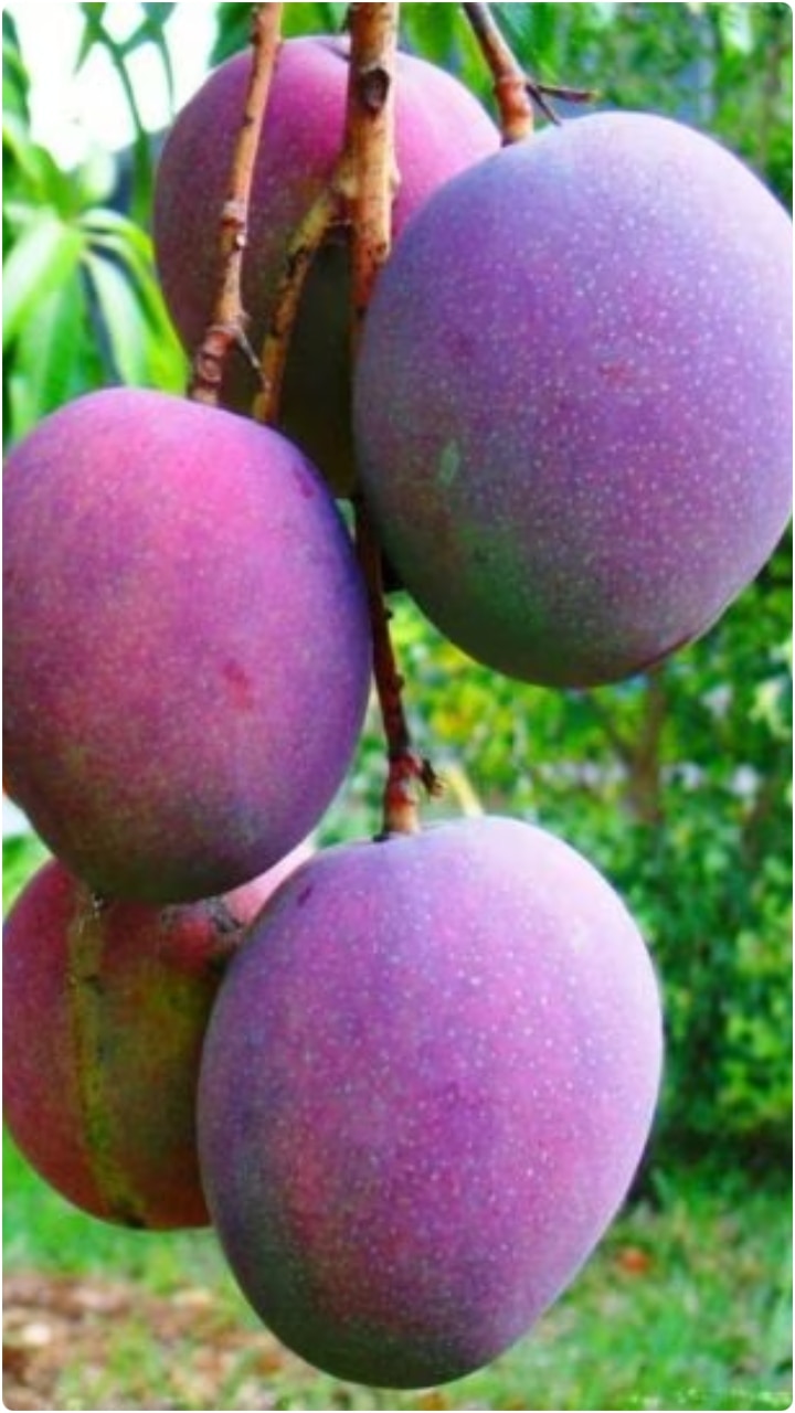 जामताड़ा से इस बार गुड न्यूज, युवाओं ने उगाया दुनिया का सबसे महंगा आम