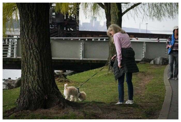 Bizarre Dogs In New York At Risk Of Getting High Due To Discarded Joints