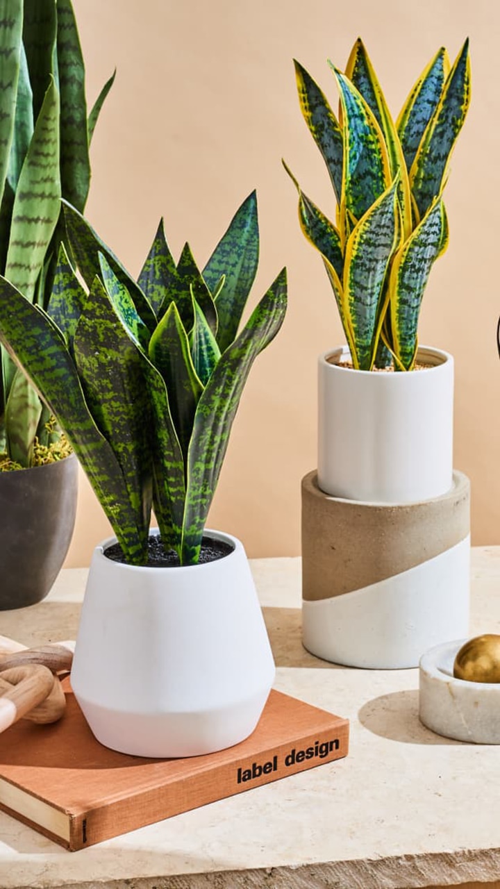 20 Best Plants That Repel Snakes (With Pictures)