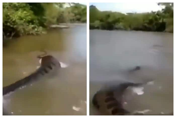 Terrifyingly Huge Anaconda Spotted In River Watch Viral Video
