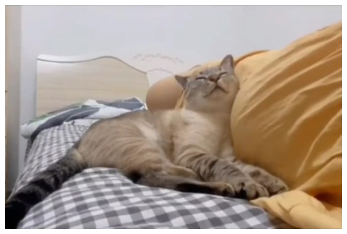 Cat Discovers Its Human Mom Is Pregnant Wont Leave Her Side Watch