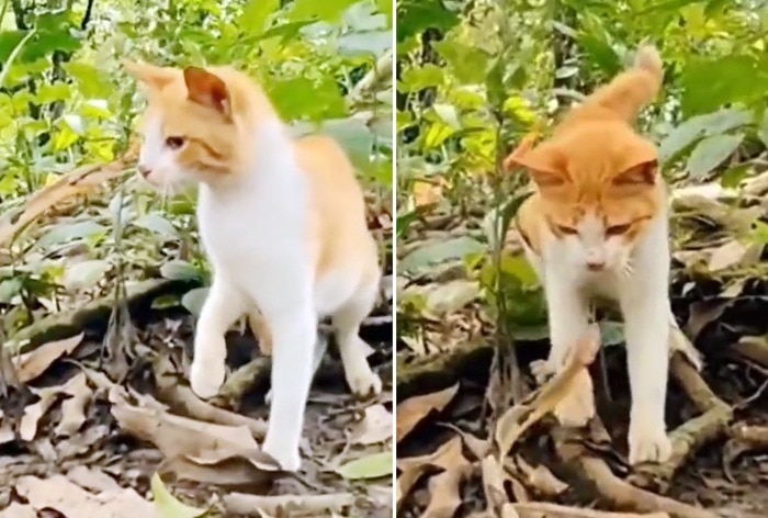 Cat Takes Down Charging Snake With Single Swipe Amazing Reflexes Watch