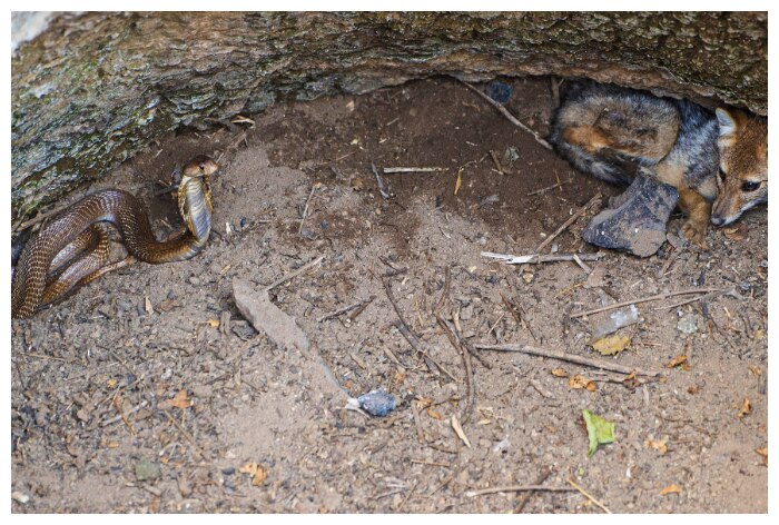 Cobra And Jackal Get Trapped In Well, Rescued By Wildlife SOS And ...