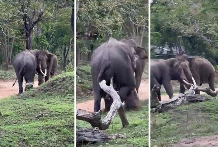 Two Elephants Get Into Fierce Fight And It Is Really Frightening Watch