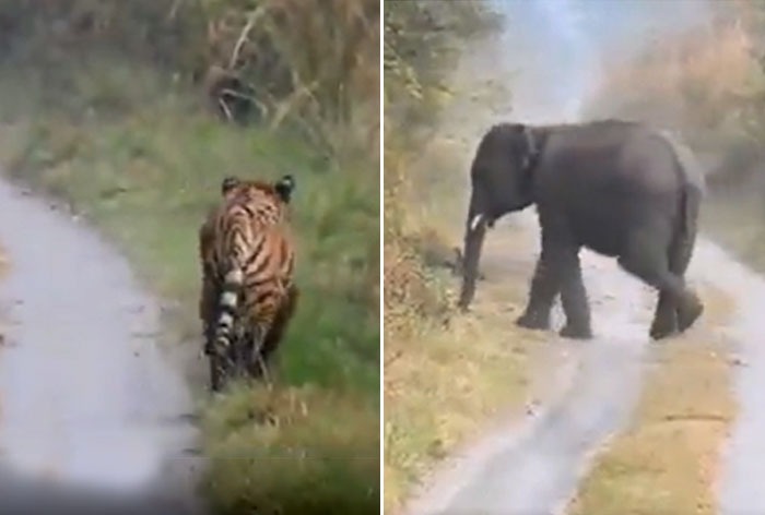 Tiger And Elephants Display Amazing Communication Skills In Jungle Watch