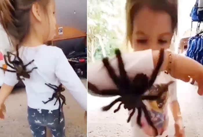 Viral: Little Girl Fearlessly Plays with Giant Spider Pets, Internet ...