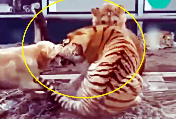 Viral Video: Brave Dog Bites Tiger