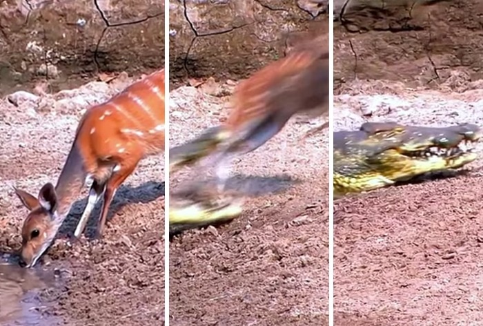 Magarmach Ka Video: हिरण की फुर्ती से मात खा गया मगरमच्छ, पूरा दम ...