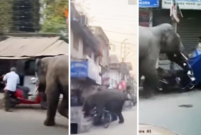 Hathi Ka Video: बाजार में घुसते ही पगला गया हाथी, जो भी सामने आया मारने ...