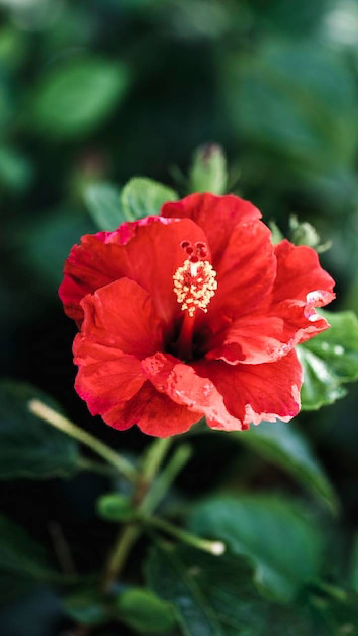 गुड़हल का फूल बालों को बढ़ने में कैसे मदद करता है?