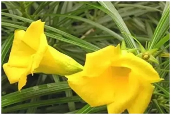 शनिवार के उपाय: आज के दिन कनेर के फूल से करें ये छोटा सा उपाय, कुछ ही ...