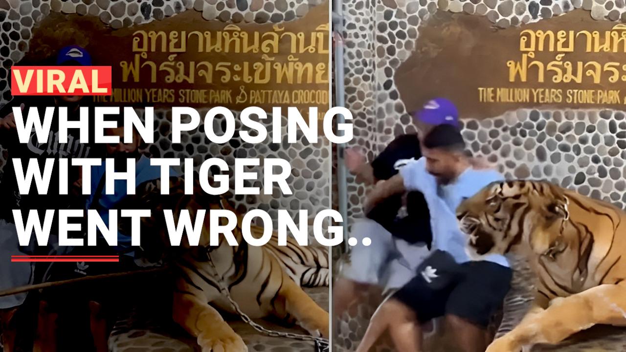 WATCH: Tiger Scares Two Men Who Were Clicking Picture With It, Their ...