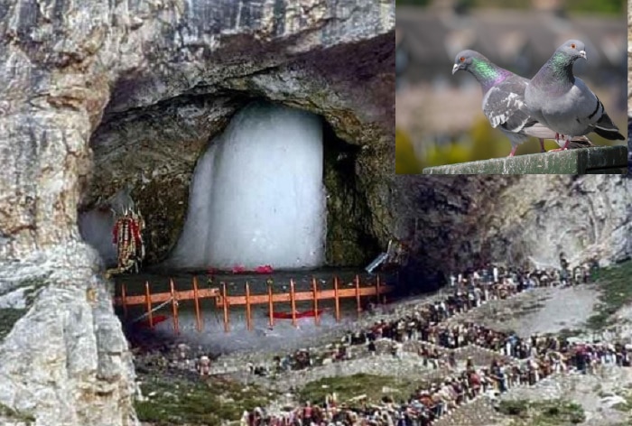 Amarnath Yatra 2023: क्या आप जानते हैं अमरनाथ गुफा में बैठे कबूतर का रहस्य -Amarnath Yatra 2023 ...