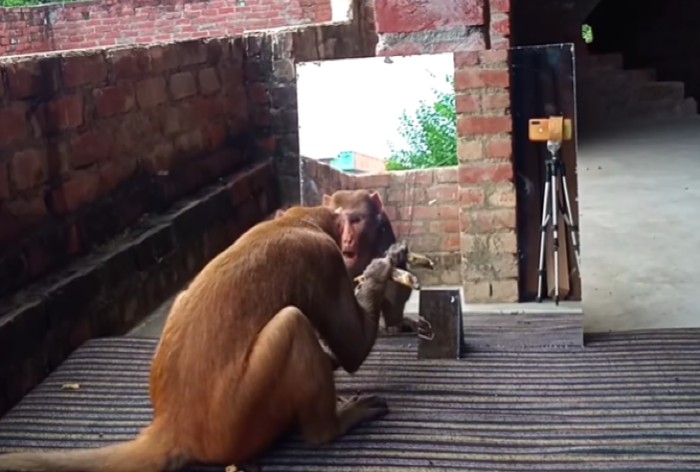 Bandar Ka Video: बंदर ने अचानक खुद को शीशे में देखा लिया, फिर उसने जो ...