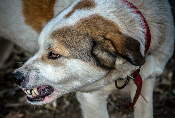 11-Year-Old Boy Dies In Stray Dogs Attack In Kerala