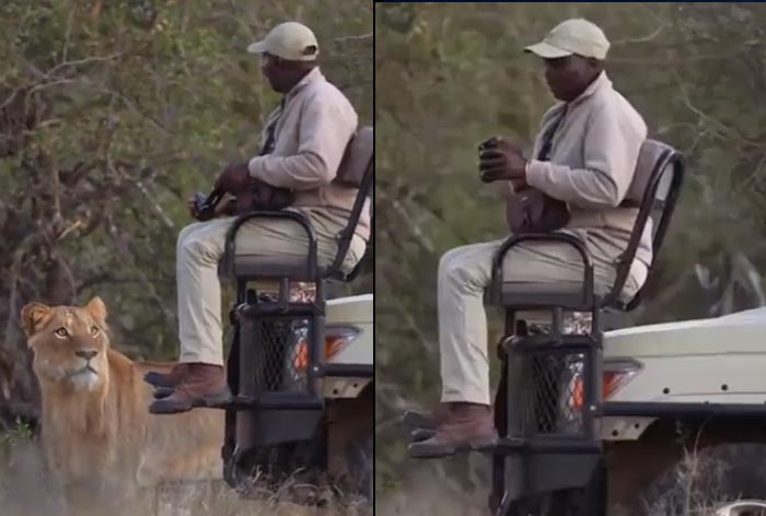 Lion Vs Man? Anand Mahindra Has Two Questions For This Video