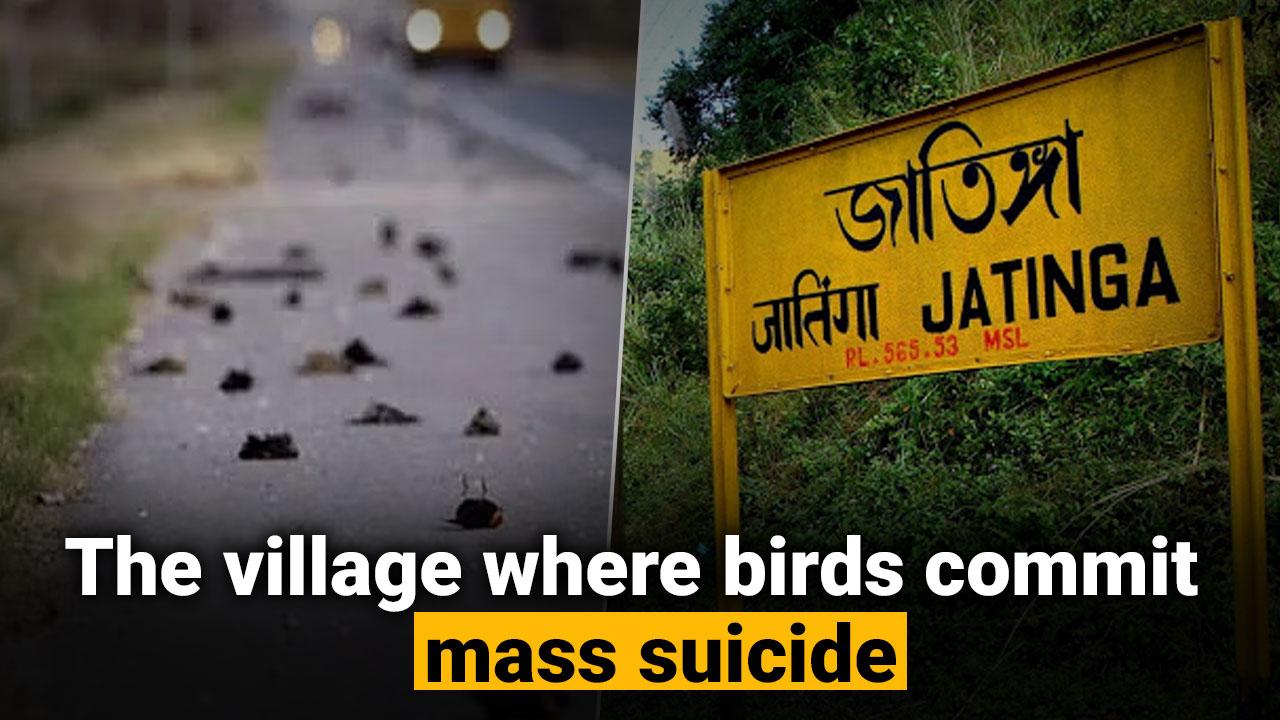 Jatinga Village: A Mysterious Place Where Birds Commit Suicide | Watch ...