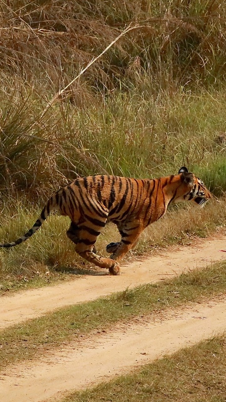 10 Largest Tiger Reserves In India