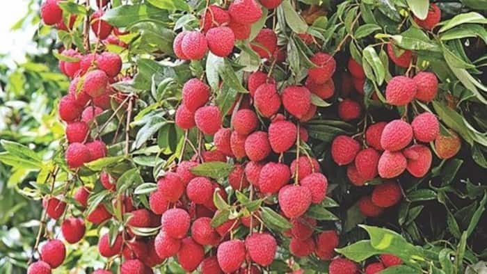Muzaffarpur Ki Litchi: मुजफ्फरपुर की लीची ने तोड़ दिए सभी रिकॉर्ड ...