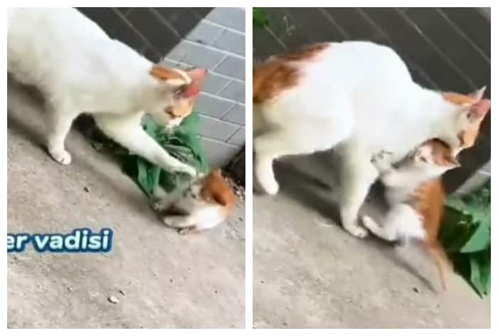 Mom Cat Displays Human Like Emotions To School The Kitten Watch