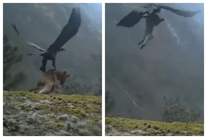 Unbelievable Eagle Hunts And Flies Away With Fully Grown Fox Watch