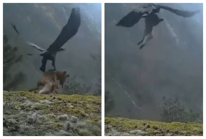 Unbelievable Eagle Hunts And Flies Away With Fully Grown Fox Watch
