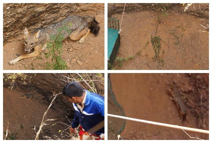 Golden Jackal Rescued From 25-ft-deep Open Well In 3-Hr Long Operation