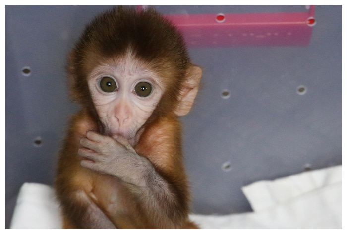 Captive Monkey Baby Abused At Kolkata Nightclub Rescued Watch