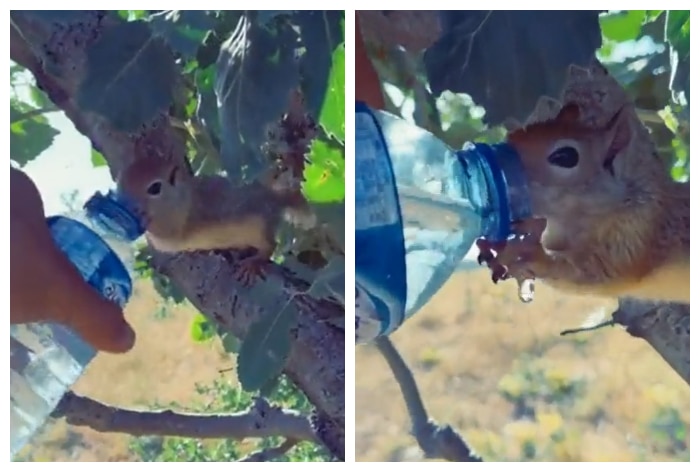 Viral Video Of Man Offering Water To Squirrel On Hot Day Wins Hearts