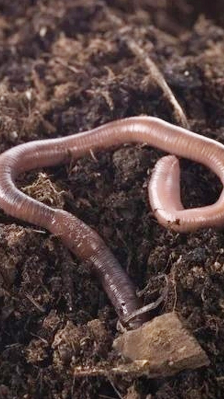 Animals Without Legs