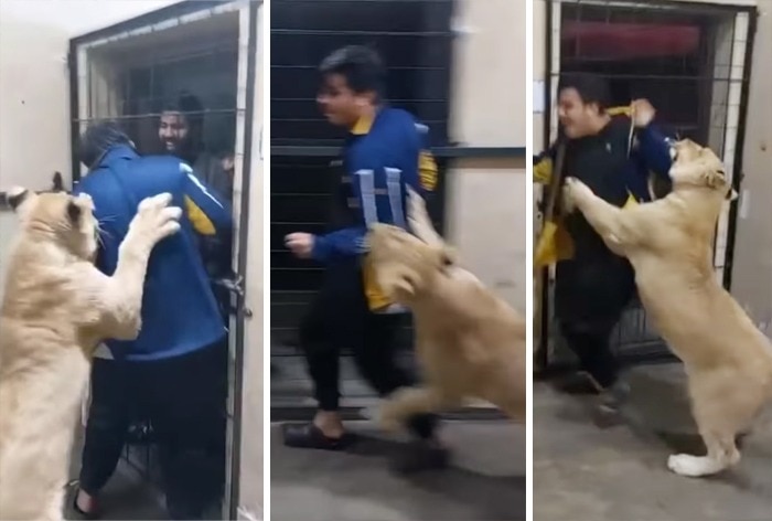 Sherni Ka Video: दोस्तों को शेरनी के साथ कर दिया बंद, रोंगटे खड़े कर ...