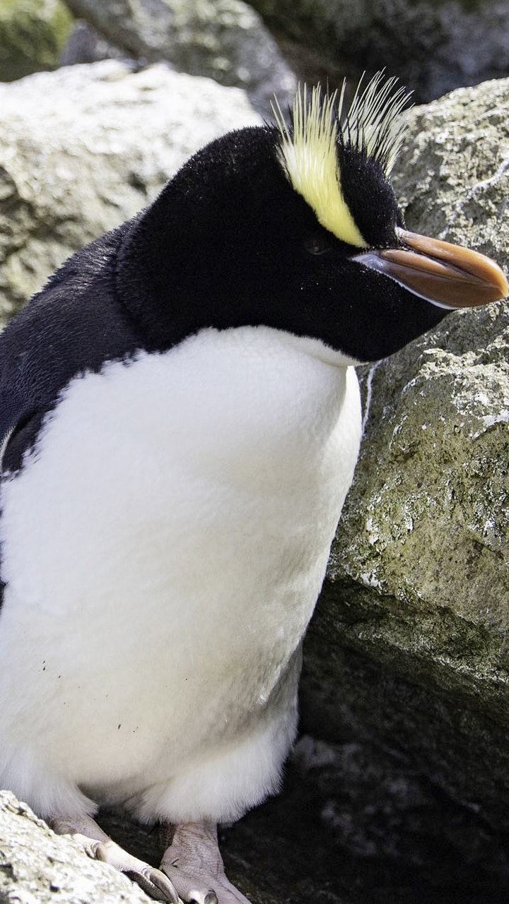 10 Animals That Are Mated For Life