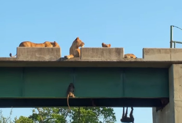 Bandar Ka Video: बंदरों के प्लान में उलझकर रह गया शेरों का दल, ऐसा चकमा ...